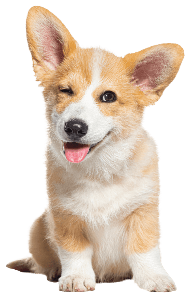 Veterinarian & Animal Hospital in Renfrew, PA | Animal Clinic of Butler